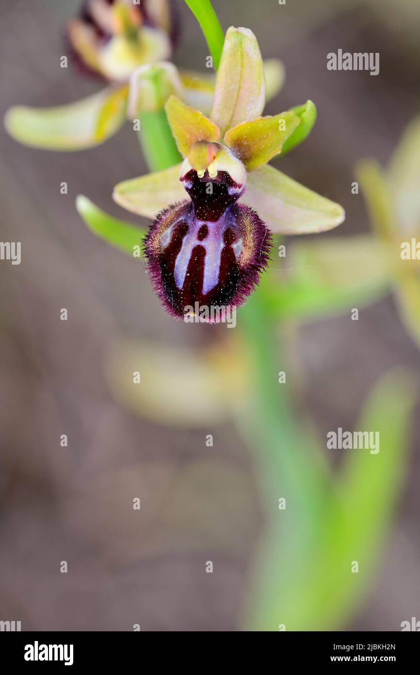 Ophrys genus hi-res stock photography and images - Alamy