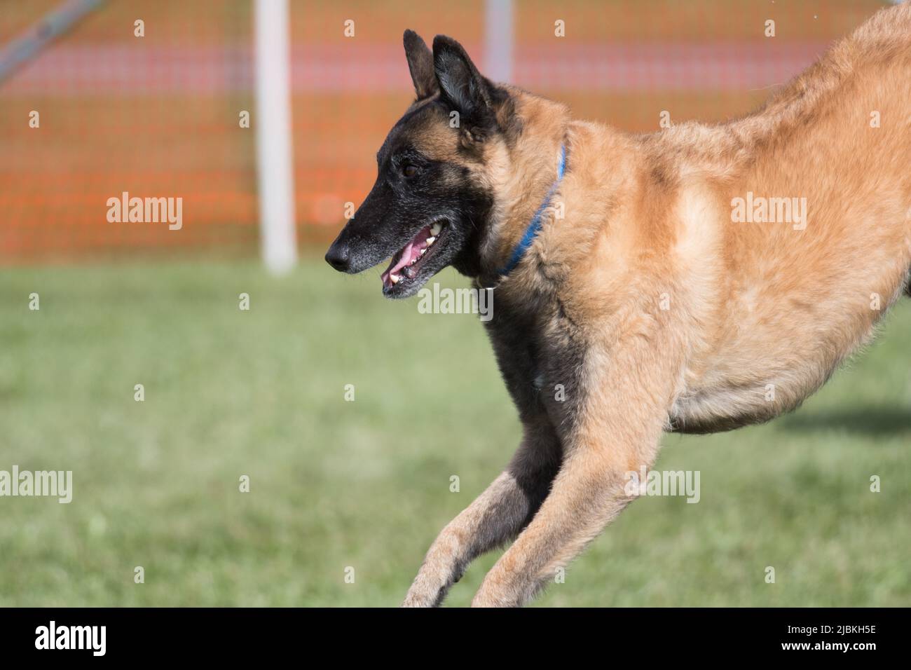 Belgian Malinois competing on an agility course Stock Photo - Alamy