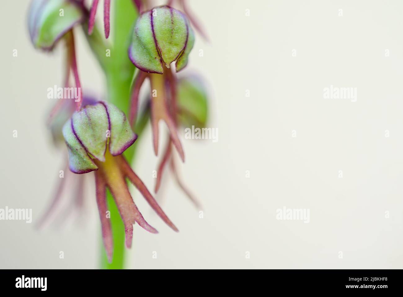 Orchis anthropophora is a species of Man Orchid Stock Photo - Alamy