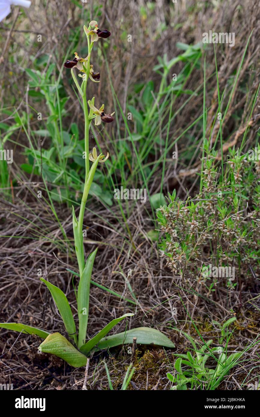 Orchis anthropophora is a species of Man Orchid Stock Photo - Alamy
