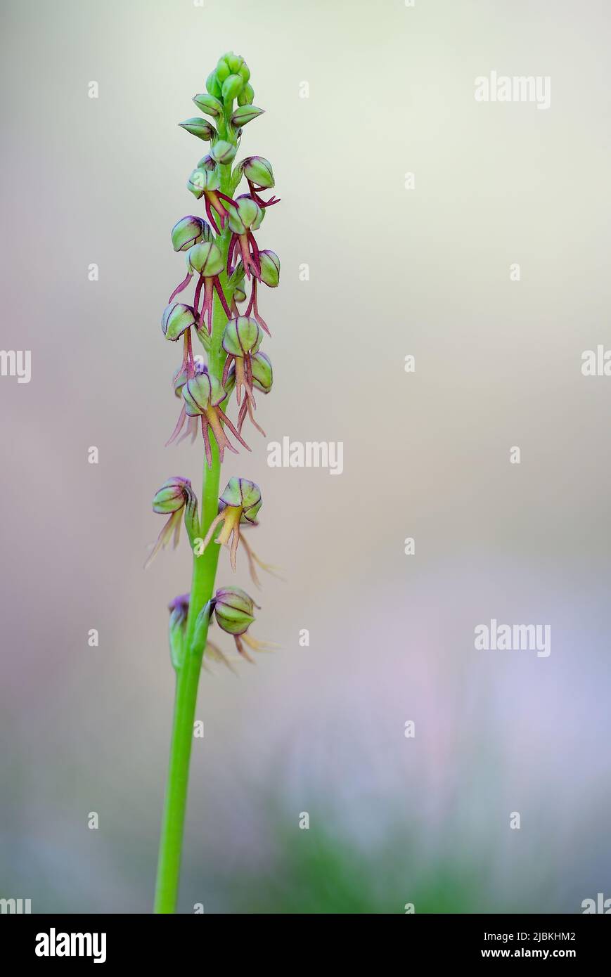 Orchis anthropophora is a species of Man Orchid Stock Photo - Alamy