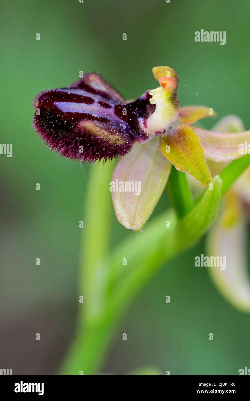 Ophrys genus hi-res stock photography and images - Alamy