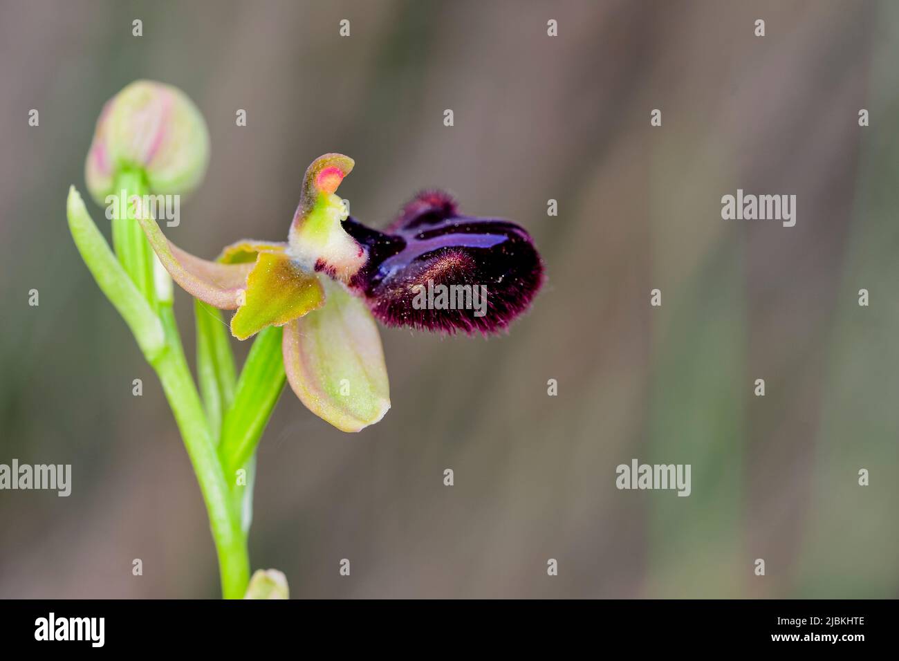 Ophrys genus hi-res stock photography and images - Alamy