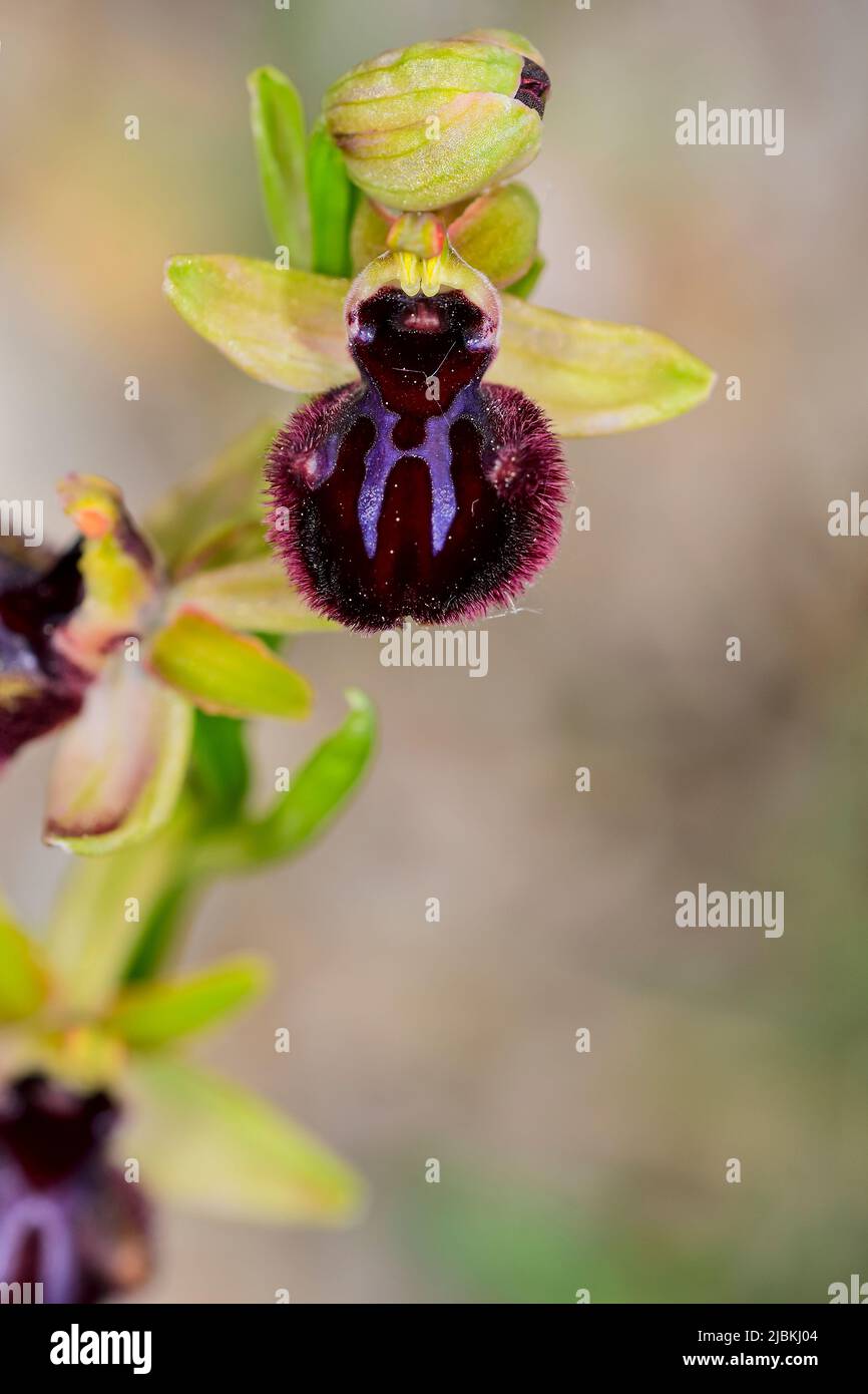 Ophrys genus hi-res stock photography and images - Alamy