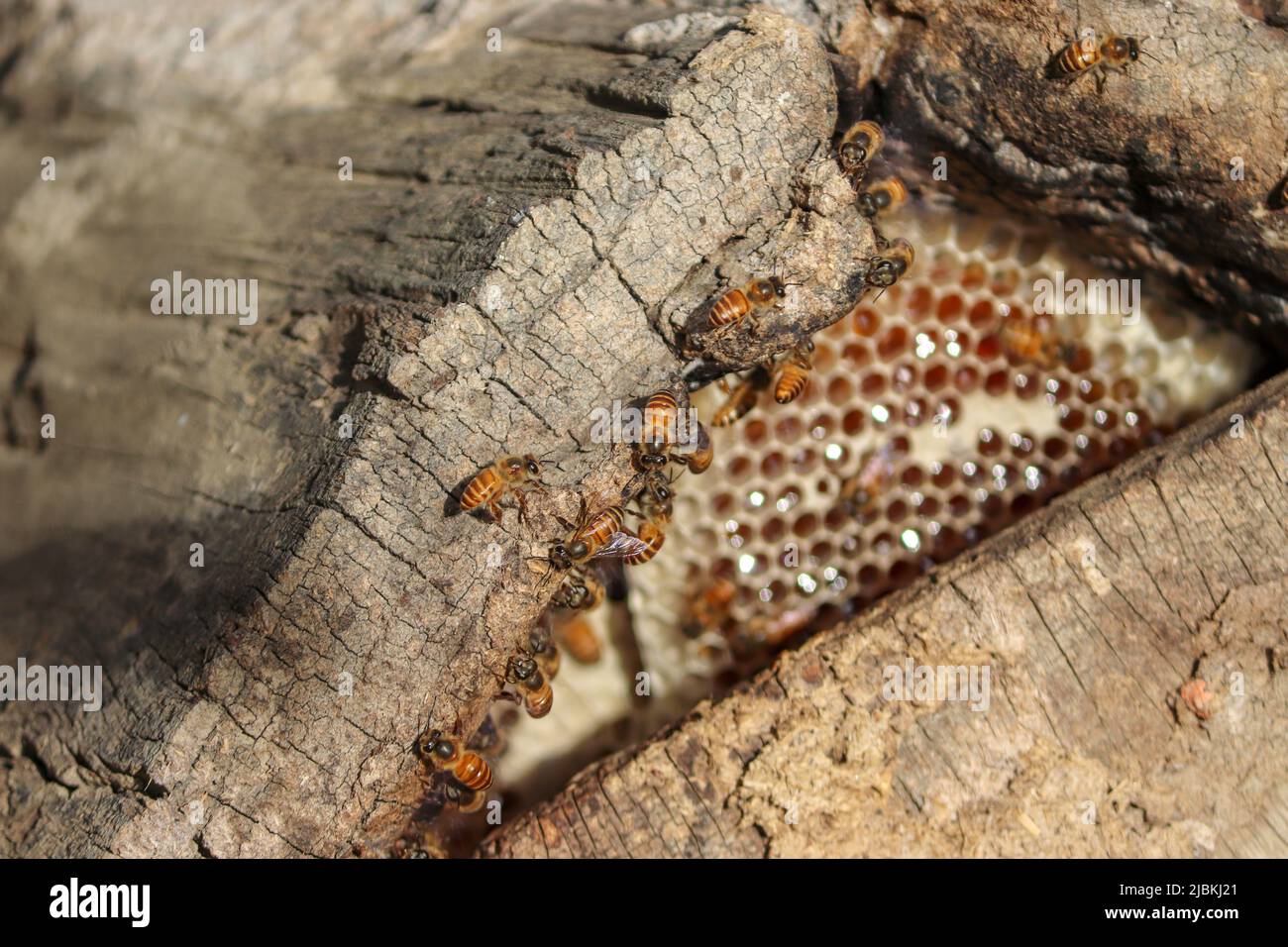 Honey bee home keeping in the traditional way of Nepal Stock Photo - Alamy