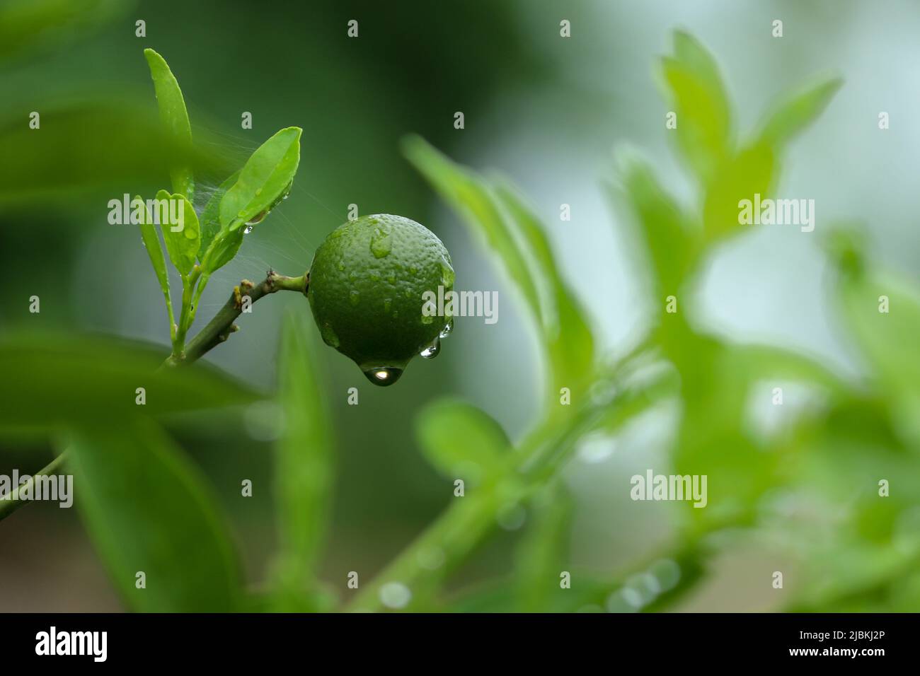 Water drop on lemon in rainy season Stock Photo - Alamy