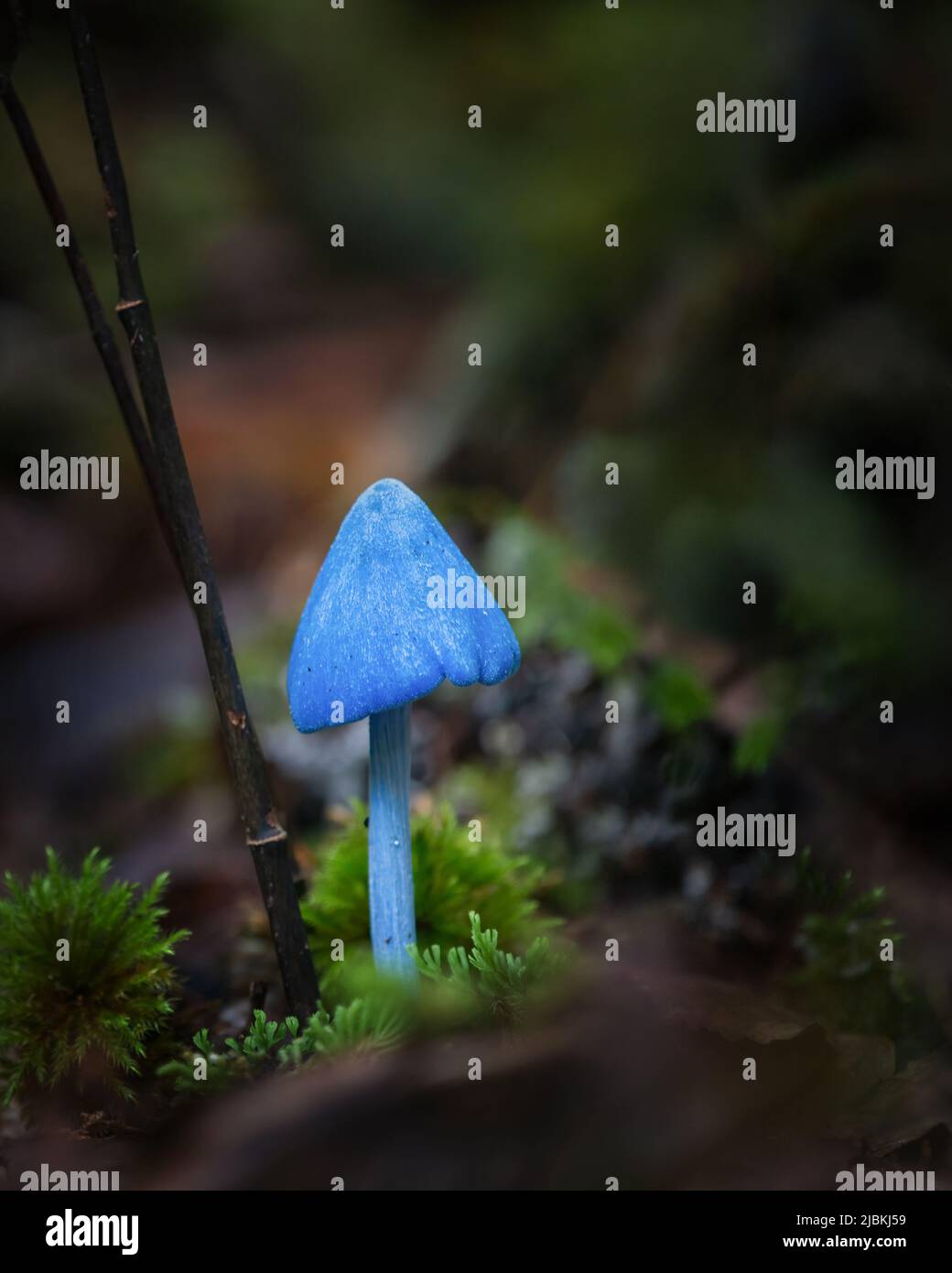Entoloma hochstetteri, also known as blue mushroom, on forest ground ...