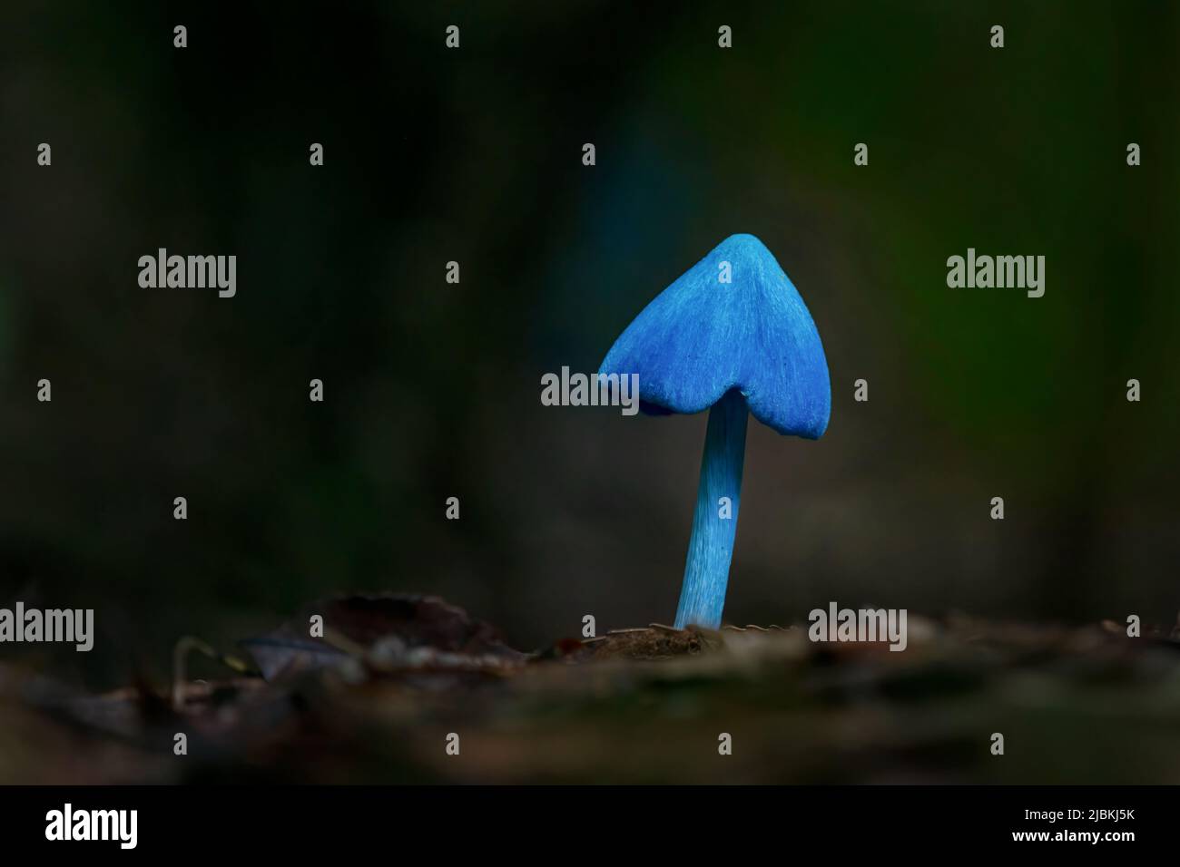 Entoloma hochstetteri, also known as the blue mushroom, on forest ...