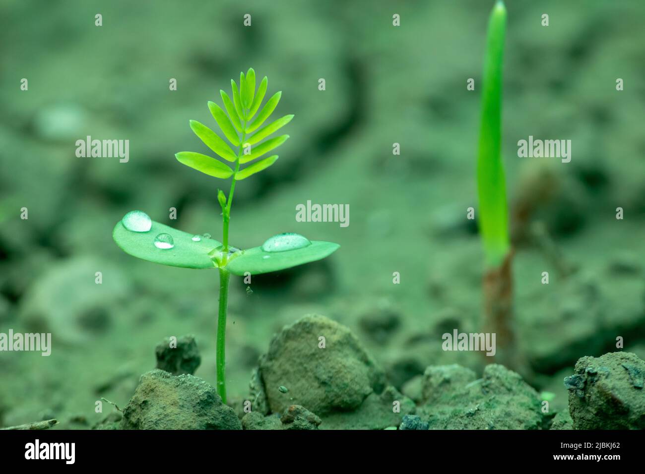 Growing plant hi-res stock photography and images - Alamy