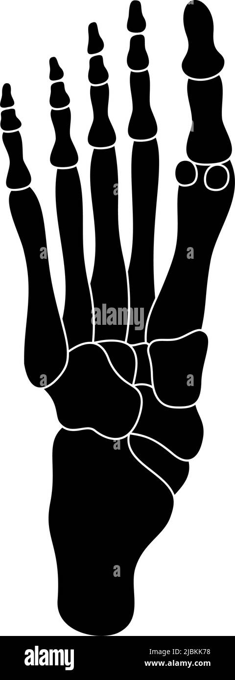 Human foot skeleton with bones. Black silhouette vector illustration ...