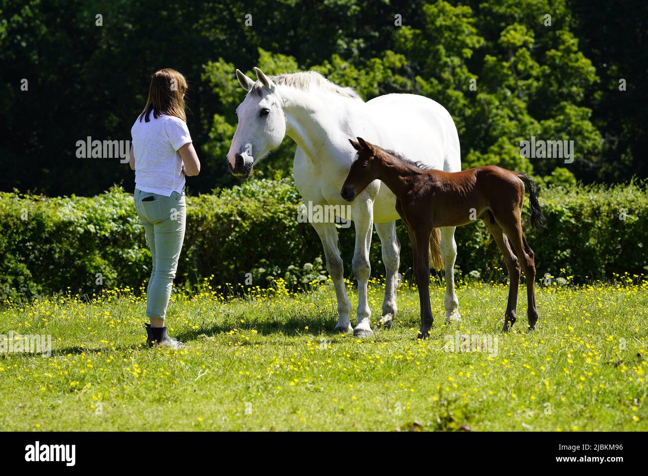 Classy new born foal well bred with her dam Stock Photo - Alamy