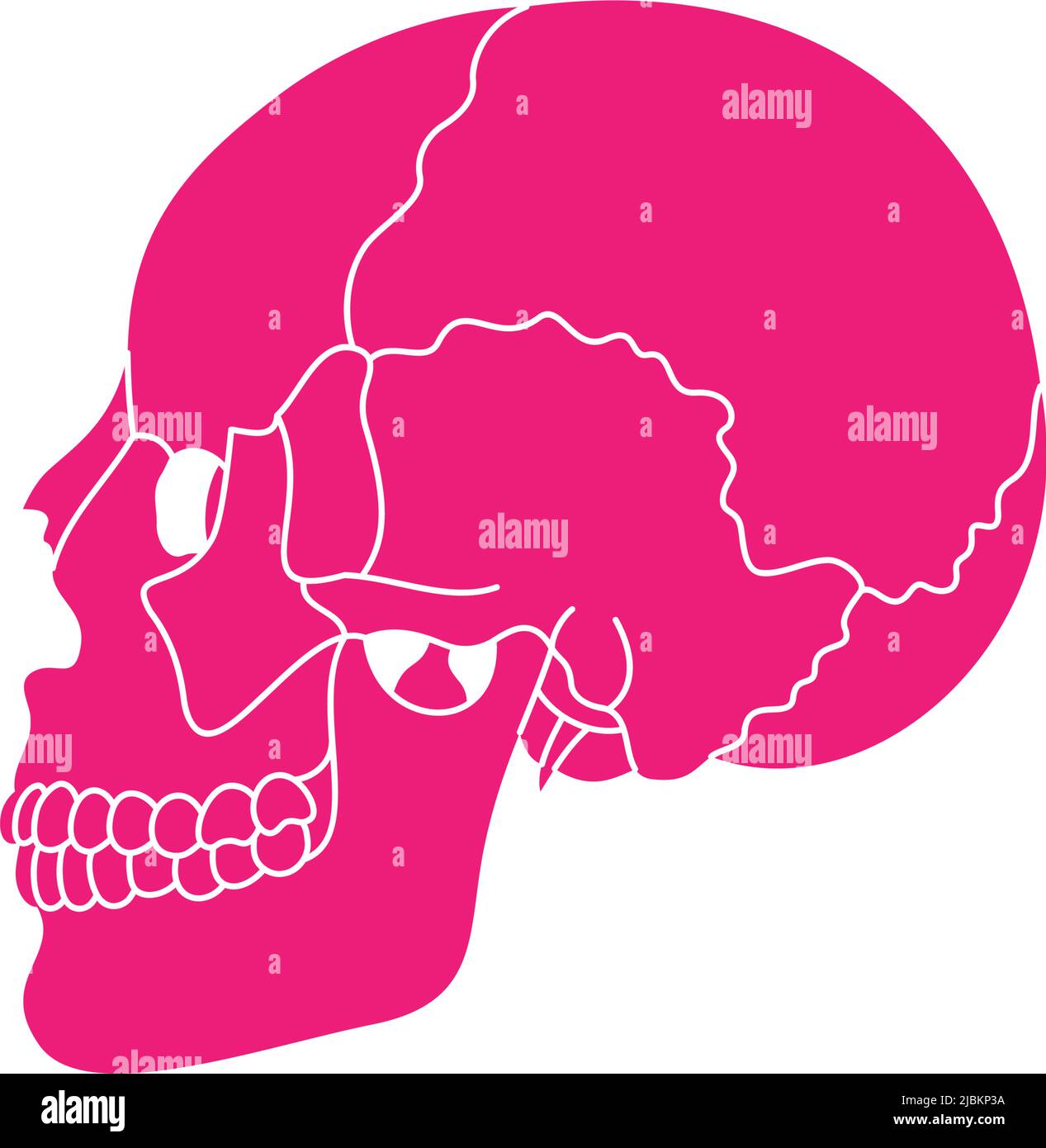 Pink human skull anatomy. Silhouette vector illustration Stock Vector ...