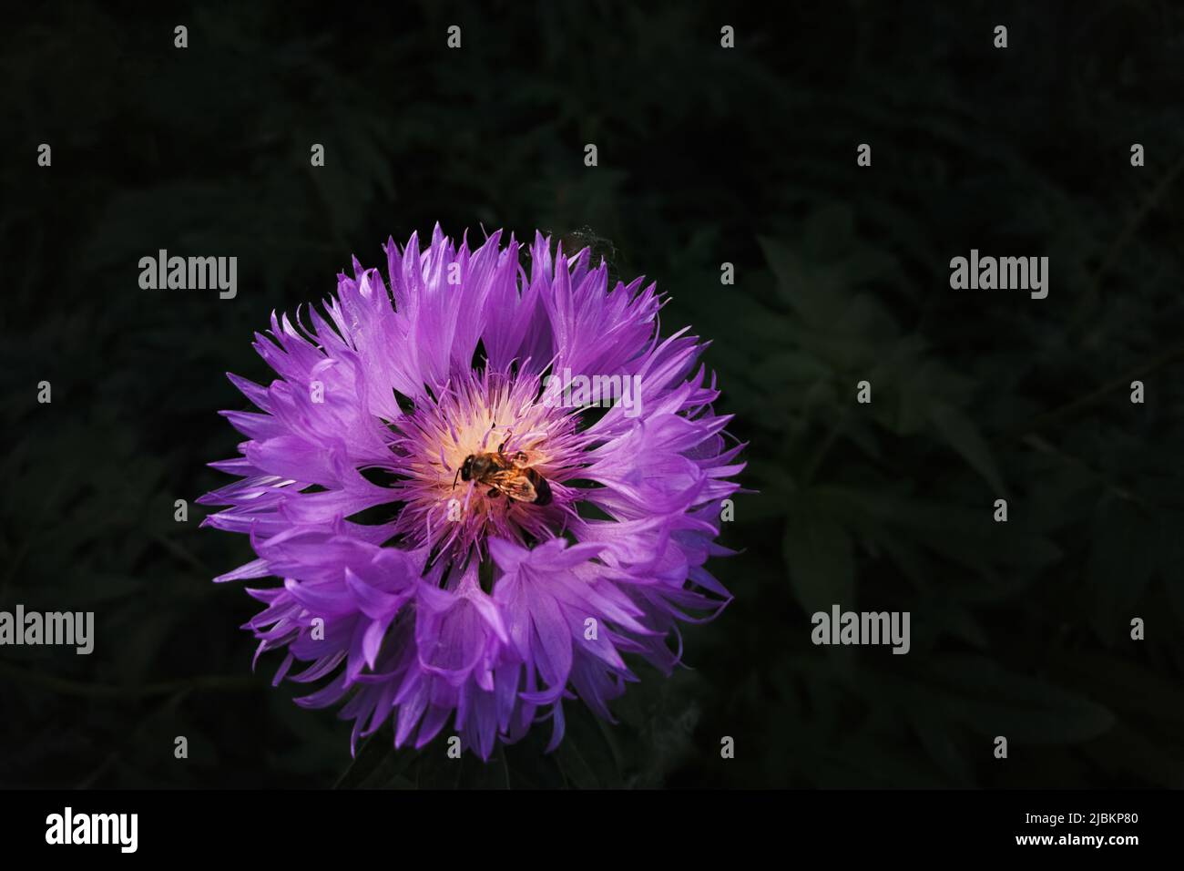 Purple Aster on a black background with a bee Stock Photo - Alamy