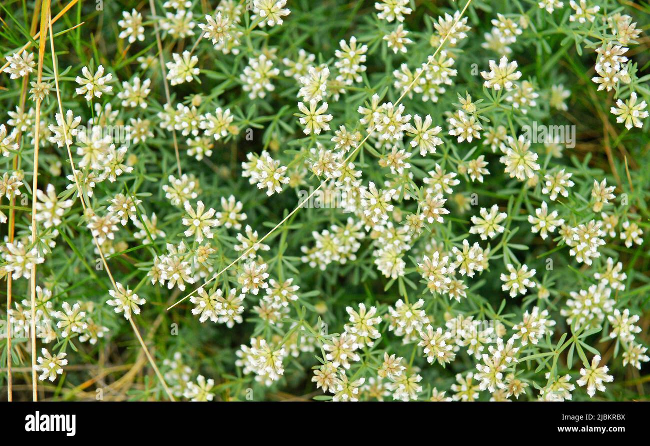 Flora and fauna of El Garraf natural park, Barcelona, Catalunya, Spain ...