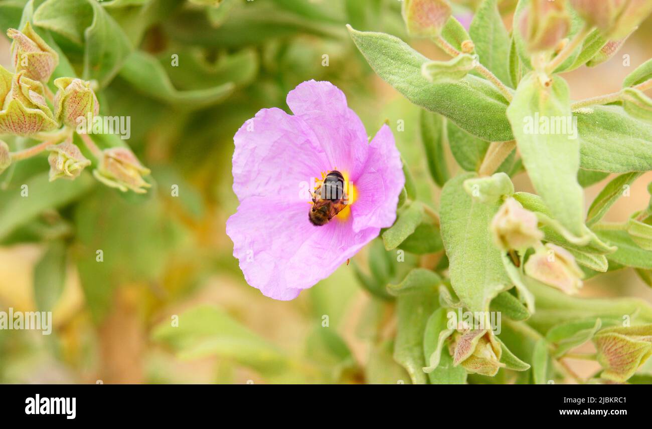 Flora and fauna of El Garraf natural park, Barcelona, Catalunya, Spain ...