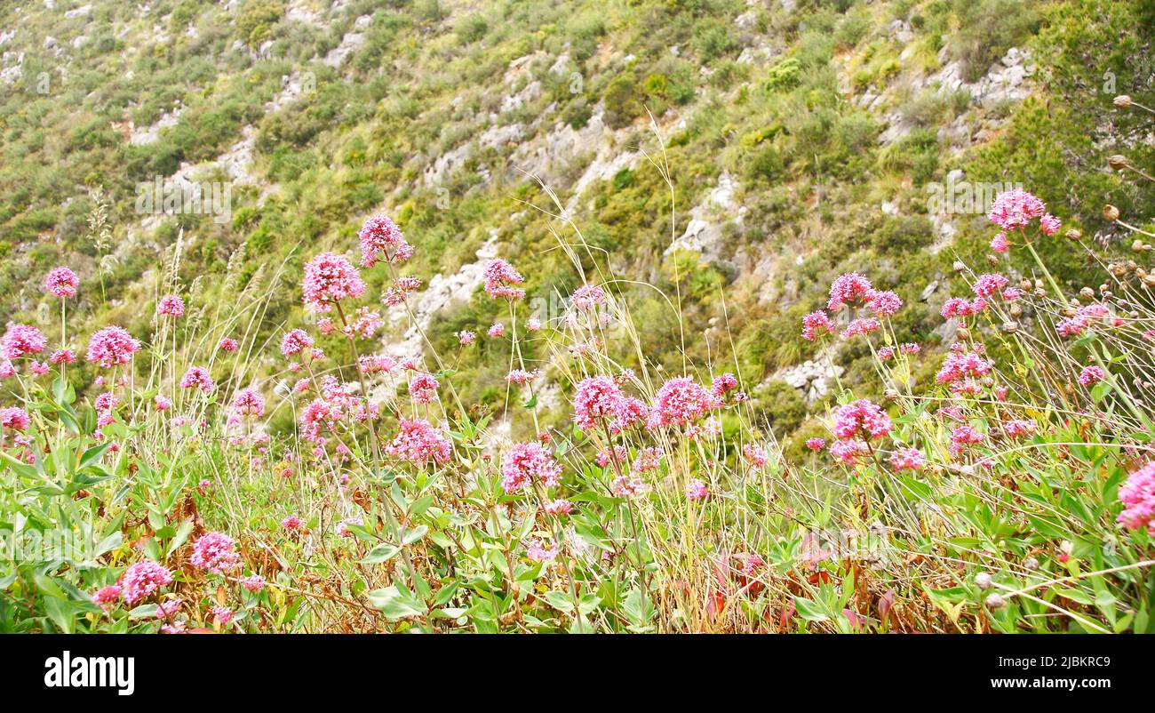 Flora and fauna of El Garraf natural park, Barcelona, Catalunya, Spain ...