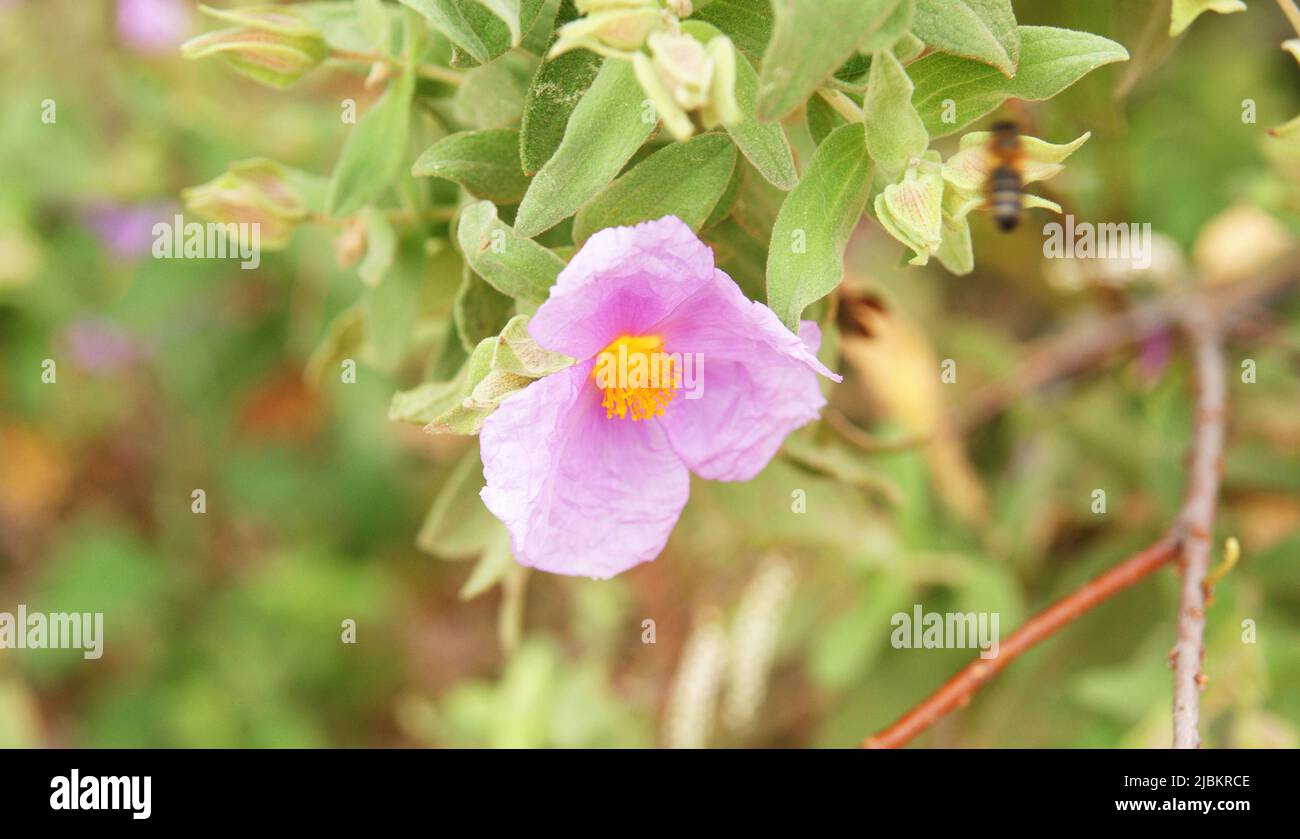 Flora and fauna of El Garraf natural park, Barcelona, Catalunya, Spain ...