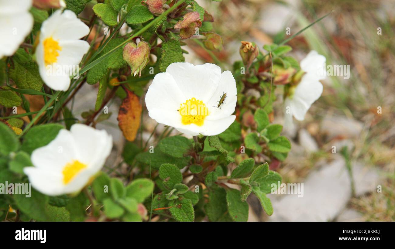 Flora and fauna of El Garraf natural park, Barcelona, Catalunya, Spain ...