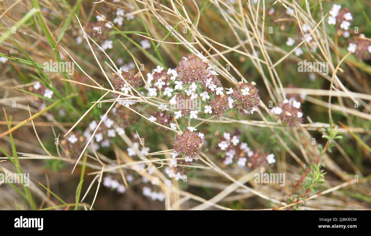 Flora and fauna of El Garraf natural park, Barcelona, Catalunya, Spain ...