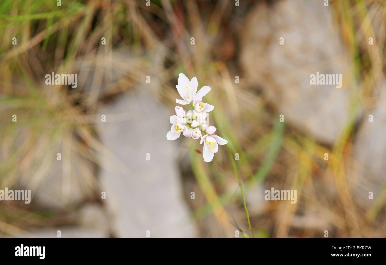 Flora and fauna of El Garraf natural park, Barcelona, Catalunya, Spain ...