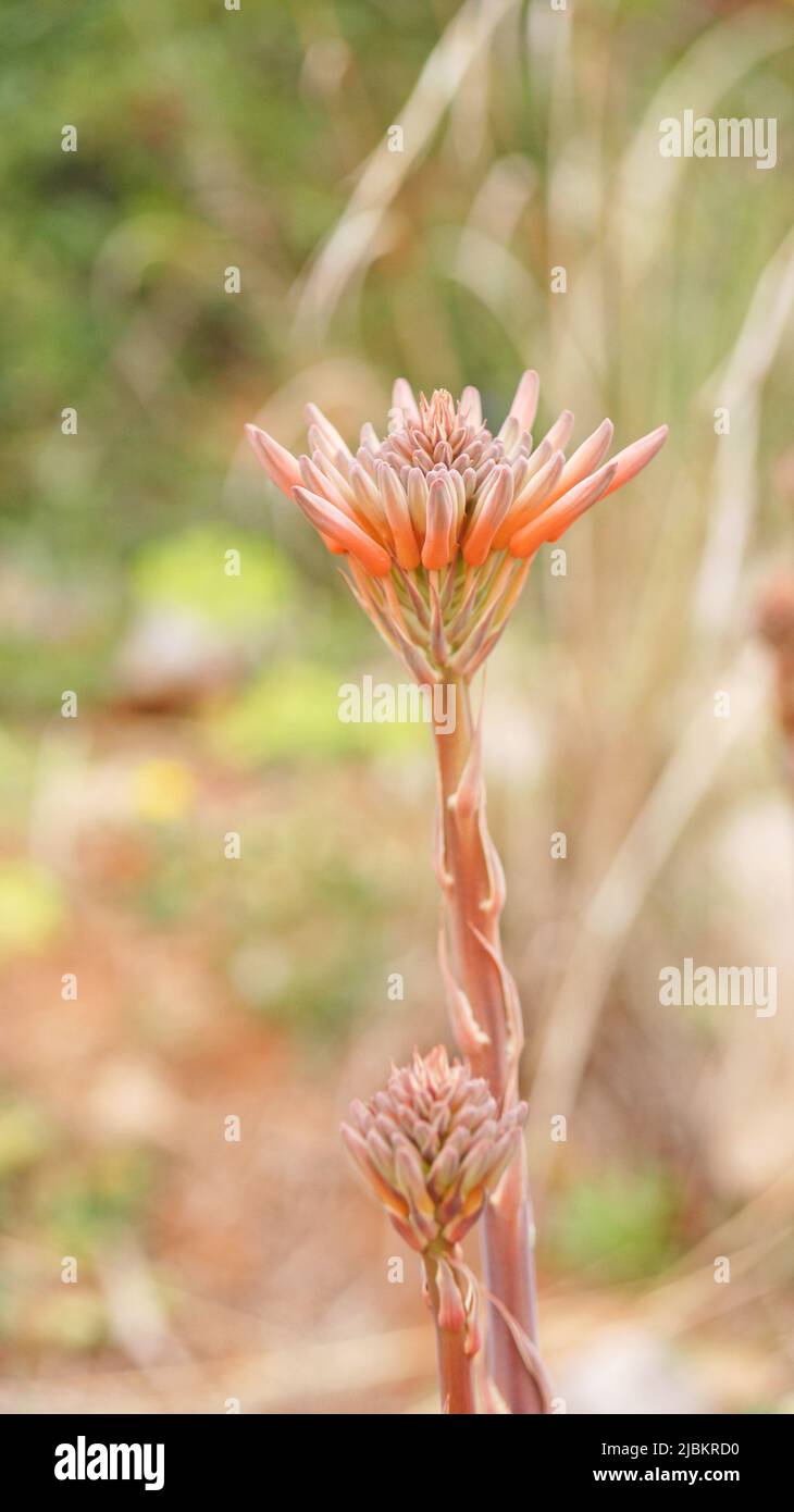 Flora and fauna of El Garraf natural park, Barcelona, Catalunya, Spain ...