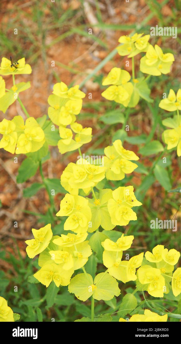 Flora and fauna of El Garraf natural park, Barcelona, Catalunya, Spain ...