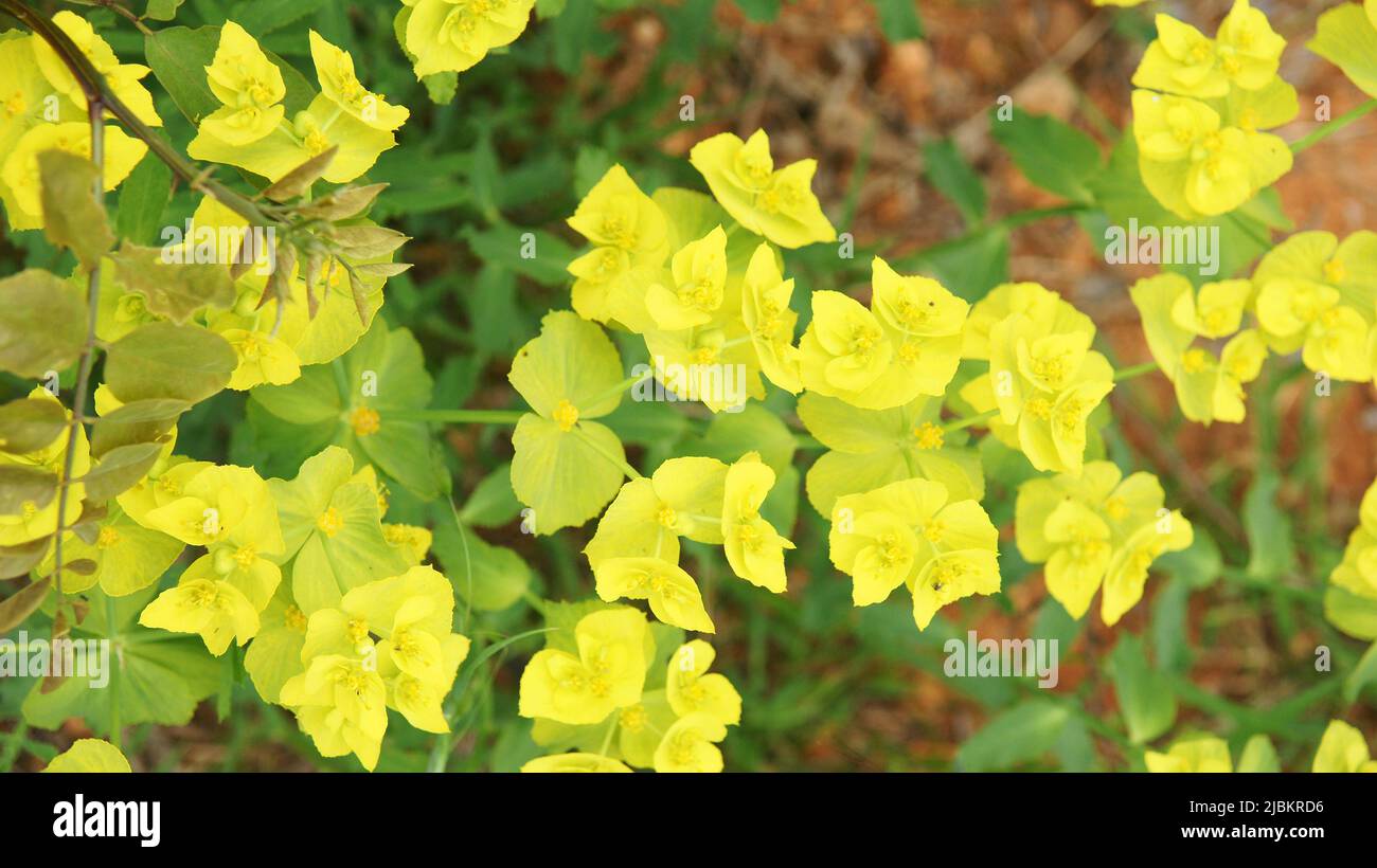 Flora and fauna of El Garraf natural park, Barcelona, Catalunya, Spain ...