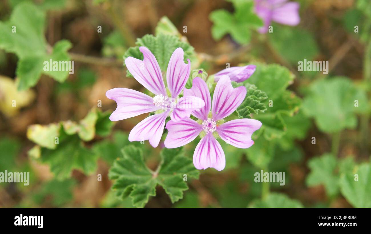 Flora and fauna of El Garraf natural park, Barcelona, Catalunya, Spain ...