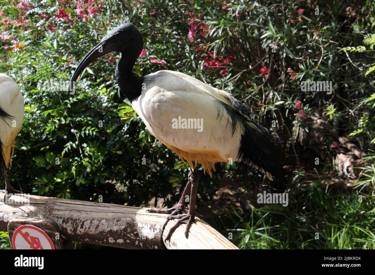 Heiliger vogel hi-res stock photography and images - Alamy
