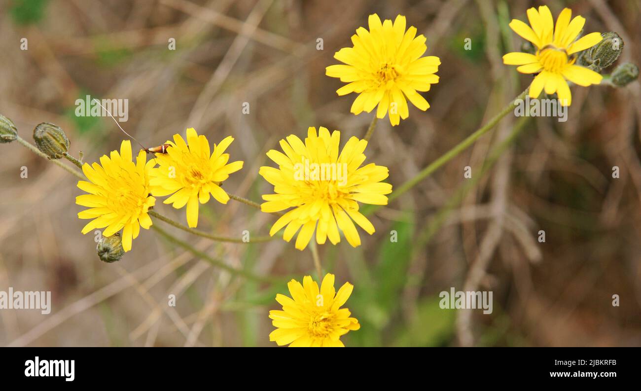 Flora and fauna of El Garraf natural park, Barcelona, Catalunya, Spain ...