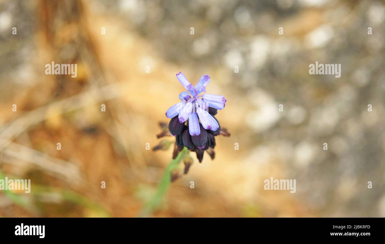 Flora and fauna of El Garraf natural park, Barcelona, Catalunya, Spain ...