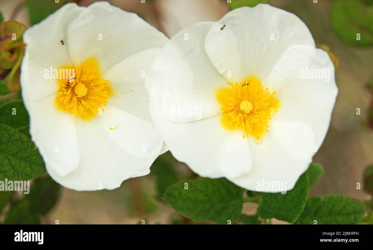 Flora and fauna of El Garraf natural park, Barcelona, Catalunya, Spain ...