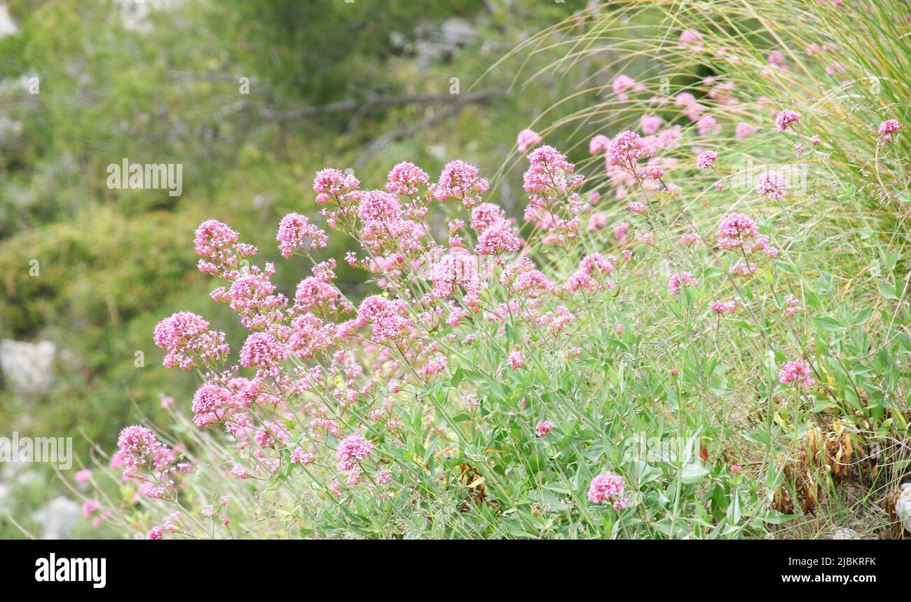 Flora and fauna of El Garraf natural park, Barcelona, Catalunya, Spain ...