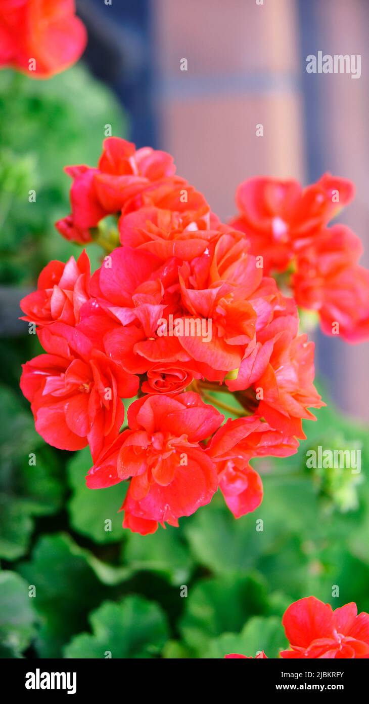 Red geraniums in a garden in Barcelona, Catalunya, Spain, Europe Stock ...