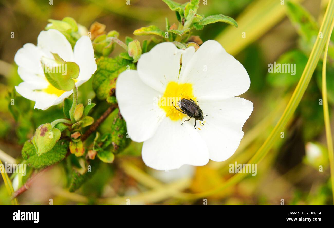 Flora and fauna of El Garraf natural park, Barcelona, Catalunya, Spain ...