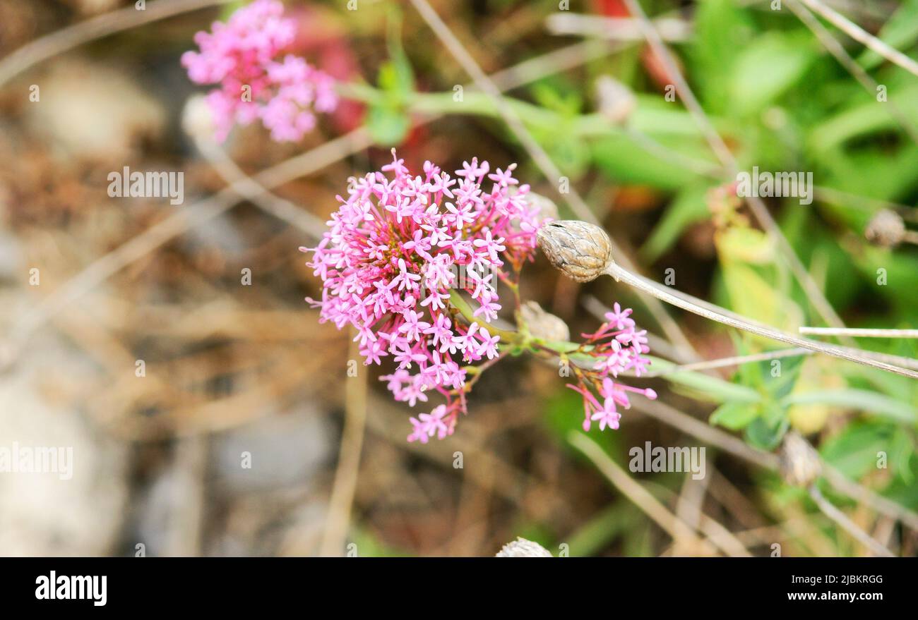 Flora and fauna of El Garraf natural park, Barcelona, Catalunya, Spain ...