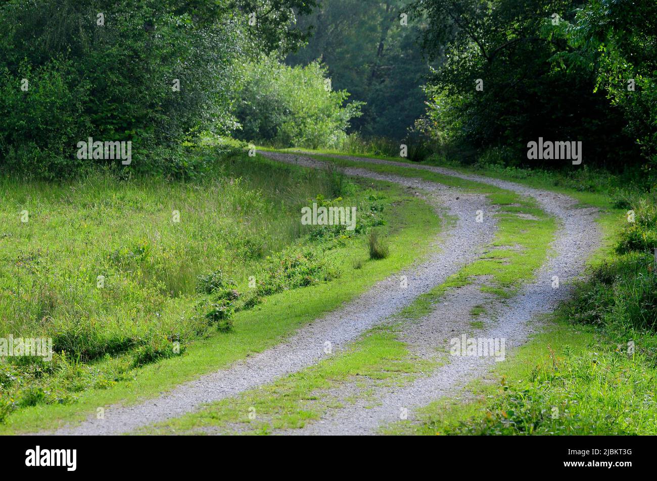 Dorset powerstock forest hi-res stock photography and images - Alamy