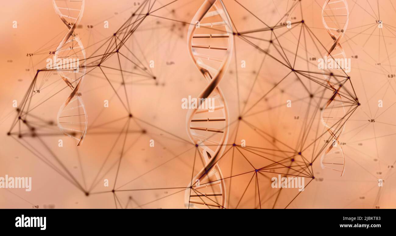 Image of dna strands over network of connections on pink background ...