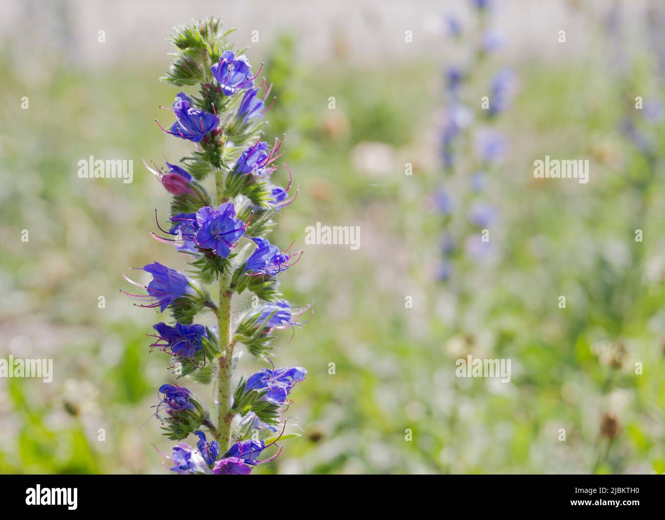 blue echium vulgare flowers in the sun Stock Photo - Alamy