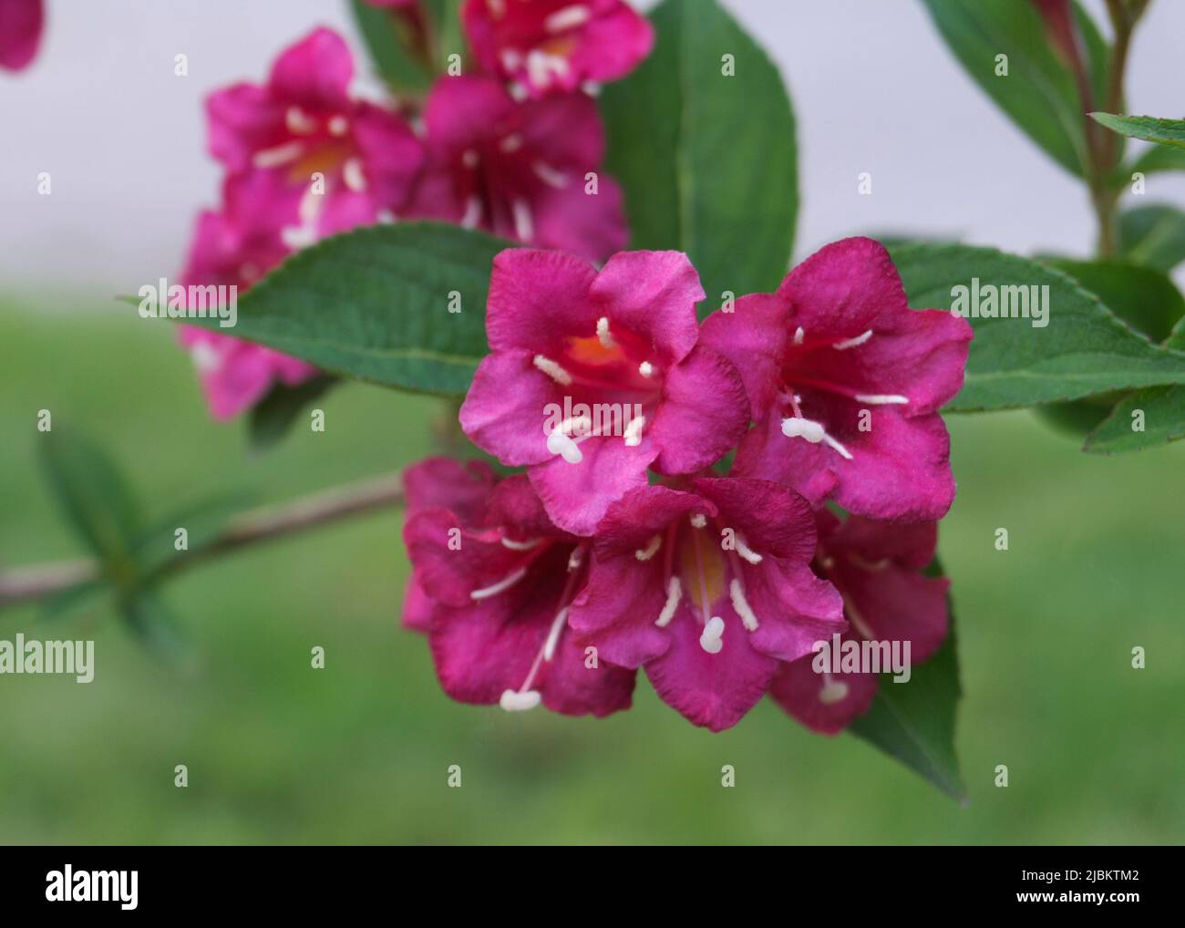 Blossom kolkwitzia shrub amabilis hi-res stock photography and images ...