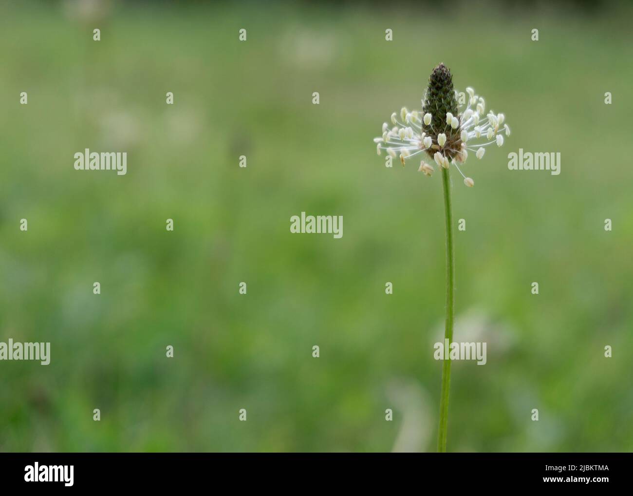 Plant plantain lanceolate (Plantago lanceolata Stock Photo - Alamy