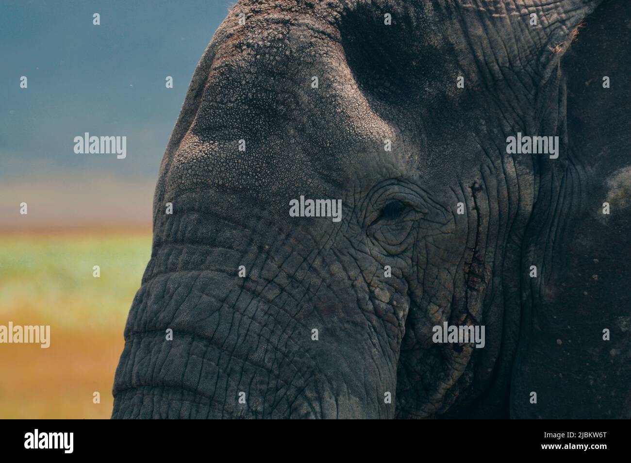 The mighty African Elephant Stock Photo - Alamy