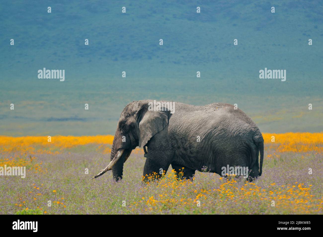The mighty African Elephant Stock Photo - Alamy