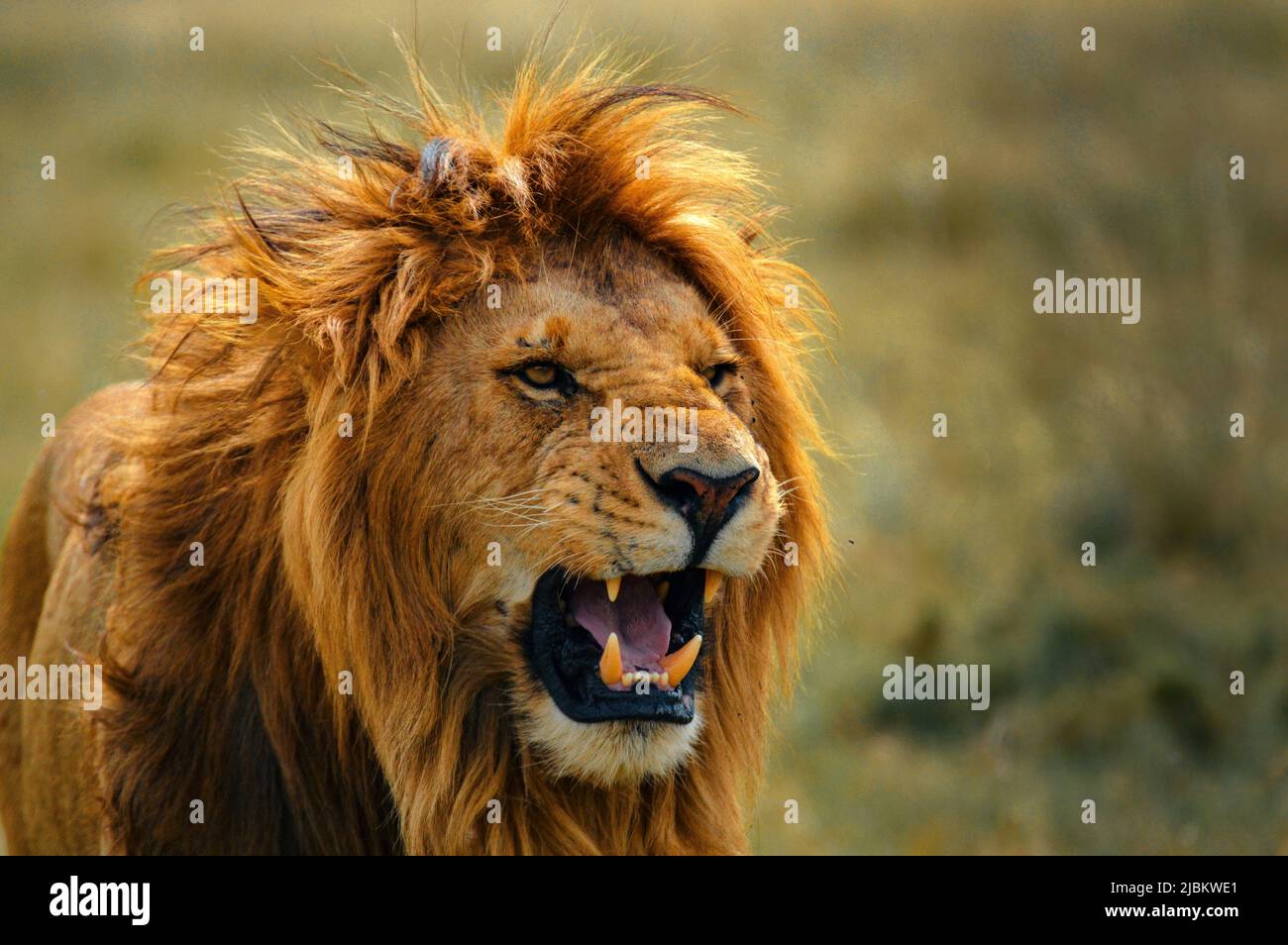 Lion of Mara North Stock Photo - Alamy