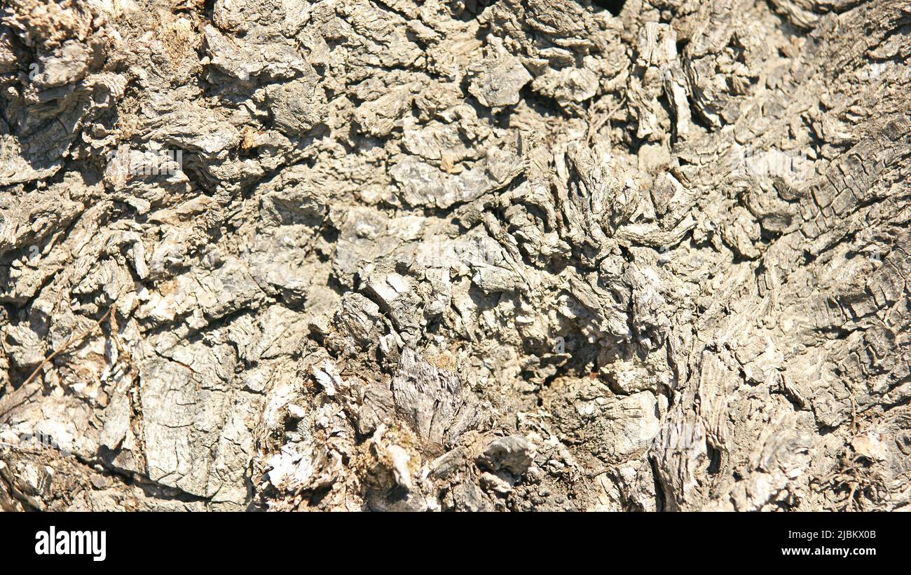 Tree bark for backgrounds and textures Stock Photo - Alamy