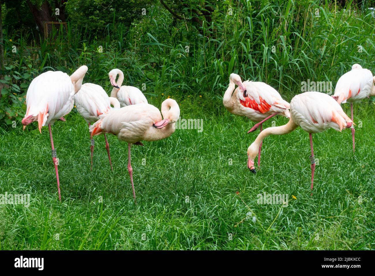 Flamingos in their enclosure in London Zoo Stock Photo - Alamy