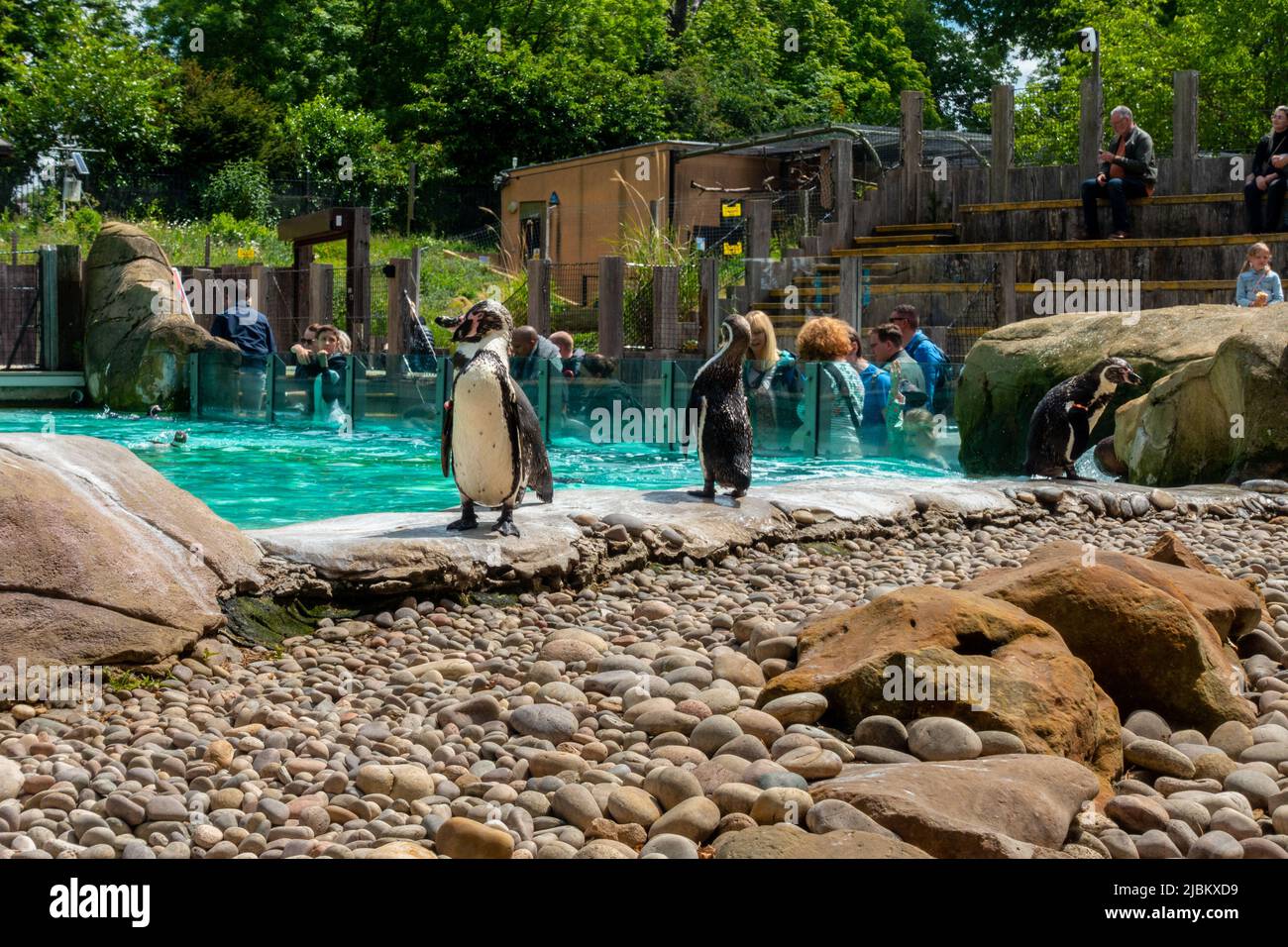 Penguins stones hi-res stock photography and images - Alamy