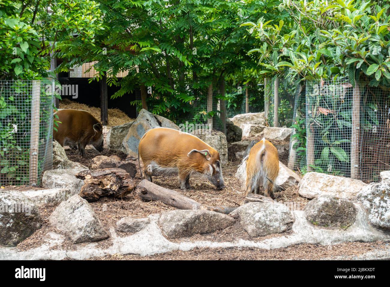 Red River Hogs in their enclosure at London Zoo Stock Photo - Alamy