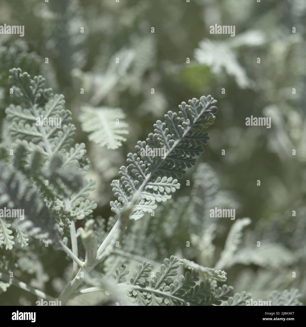 Flora of Gran Canaria - leaves of Gonospermum ptarmicaeflorum aka ...