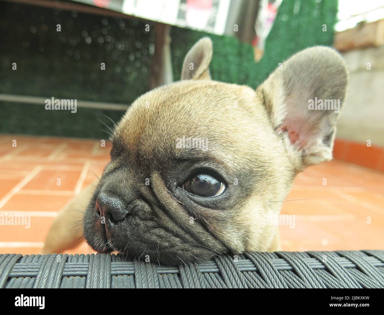 Perro husmeando hi-res stock photography and images - Alamy